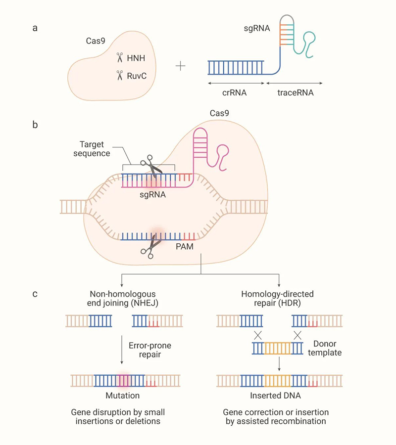 CRISPR-Cas技术：靶向基因组编辑 | ACROBiosystems
