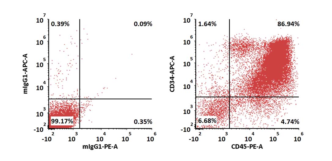 GMP Human SCF Protein | ACROBiosystems百普赛斯生物科技股份有限公司