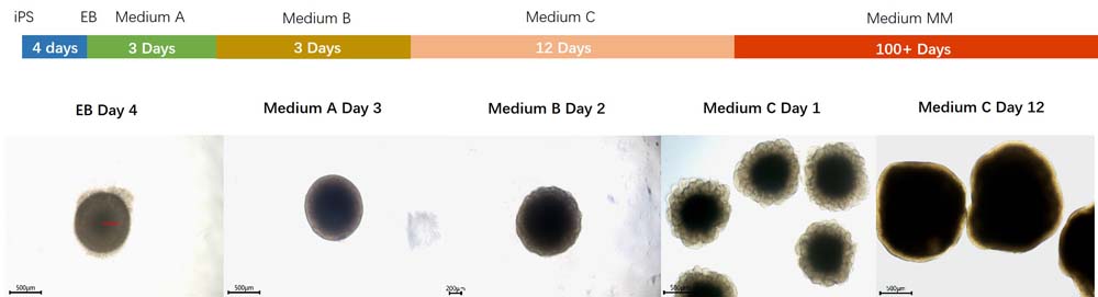 Human iPSC-Derived Cerebral Organoid Differentiation Kit ...