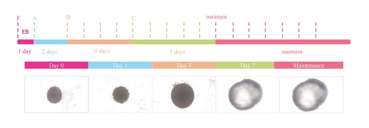 Human iPSC-Derived Cardiac Organoid Differentiation Kit ...