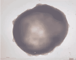 Human iPSC-Derived Cardiac Organoid Maintenance Kit | ACROBiosystems百普赛 ...