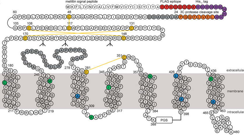 【新品速递】“膜杰作” | 全长PTH1R蛋白 | ACROBiosystems百普赛斯生物科技股份有限公司